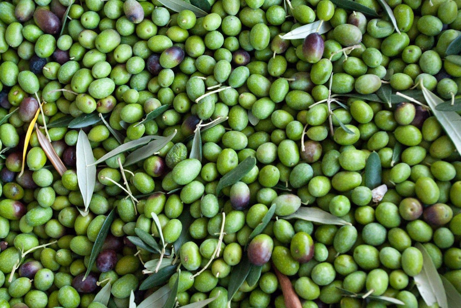 Maslinovo ulje - povijest, vrste i uporaba | Colours of Istria