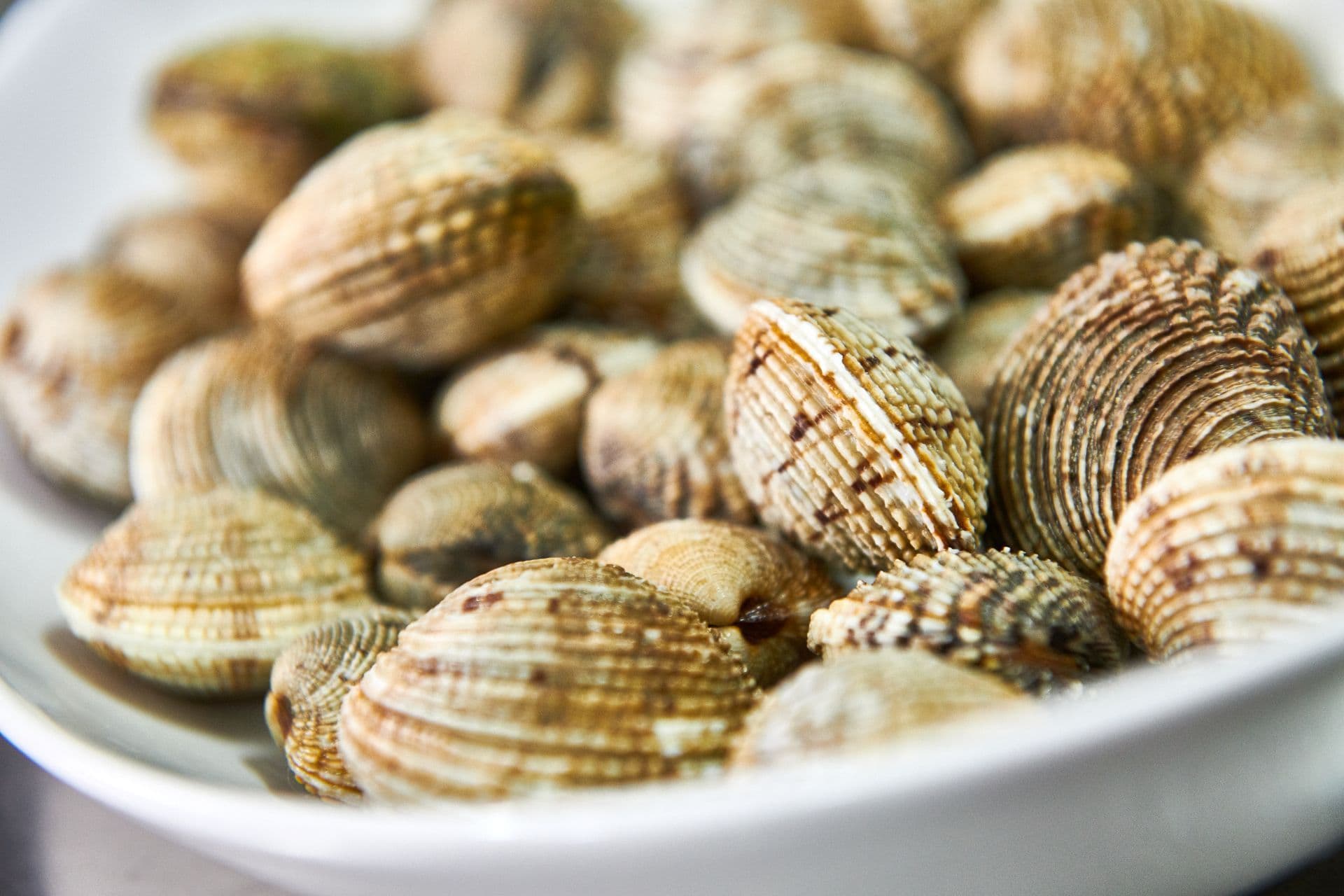 Top 6 delikatesnih školjki koje morate probati | Colours of Istria