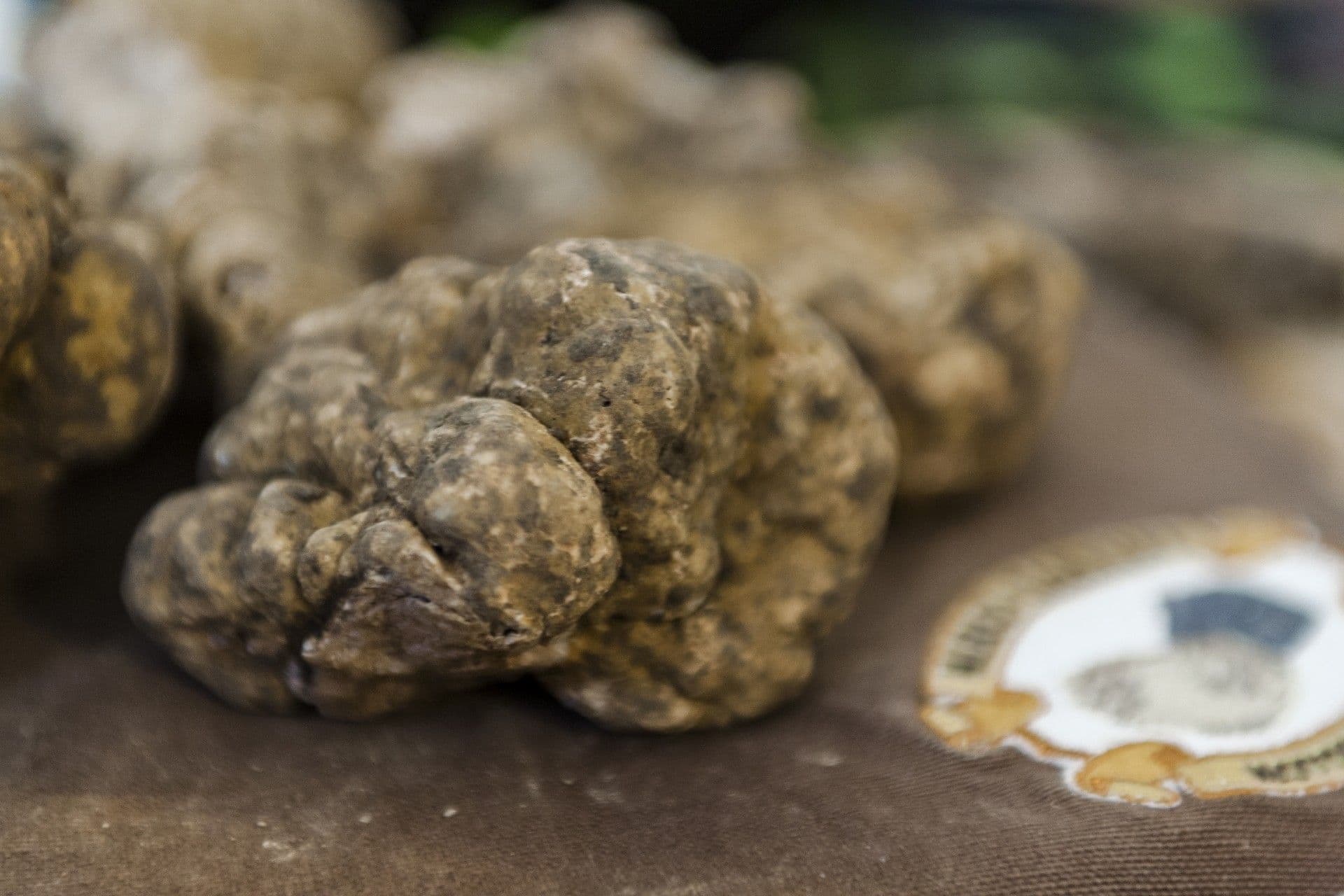 Homemade Istrian fuži with truffles - recipe | Colours of Istria