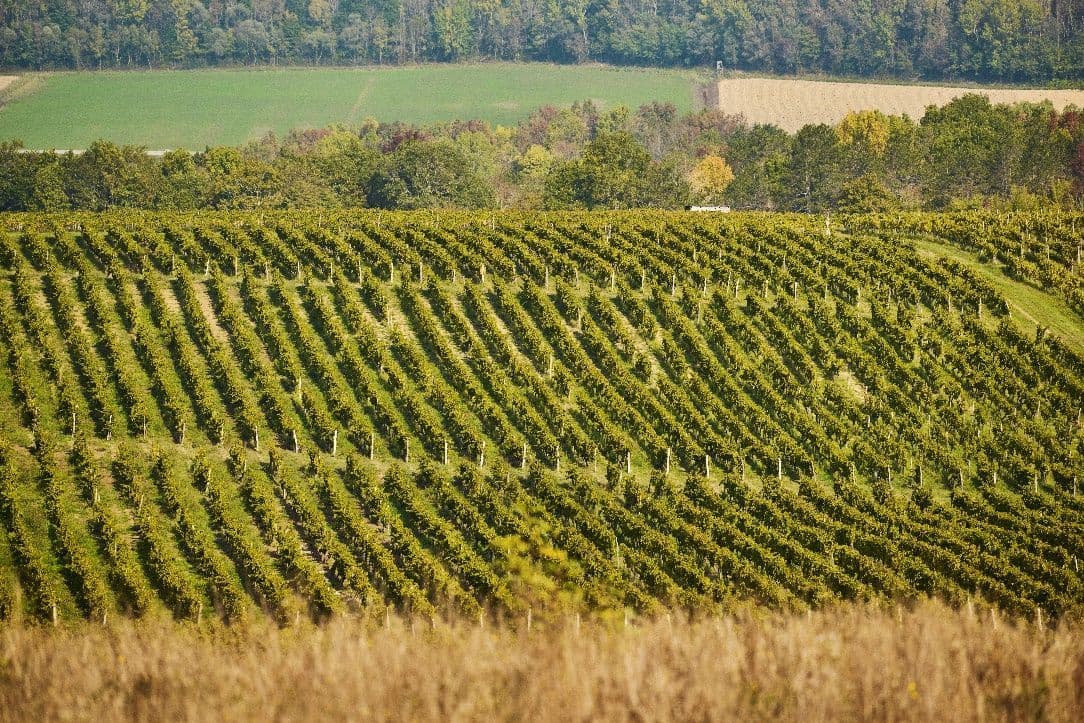 Teran - Indigenous Istrian grape variety | Colours of Istria