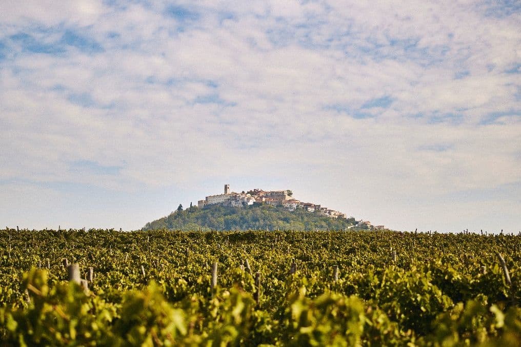 Teran - Indigenous Istrian grape variety | Colours of Istria