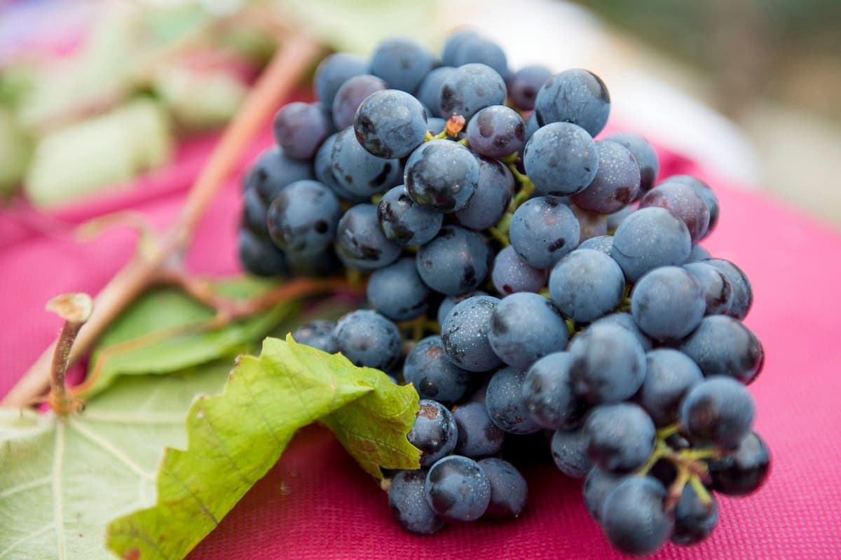 Buje, Croatia - What to visit and experience? | Colours of Istria