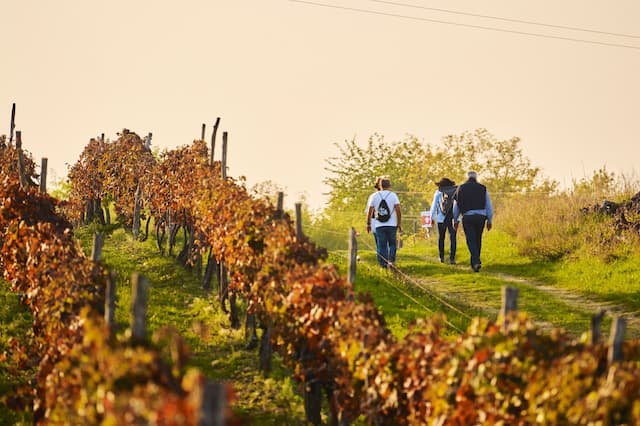 Teran Wine & Walk - gourmet ponuda Motovuna | Colours of Istria