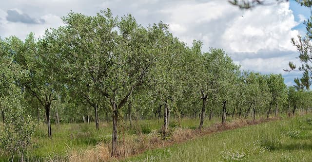 Ceste maslinovog ulja - Hrvatska | Colours of Istria