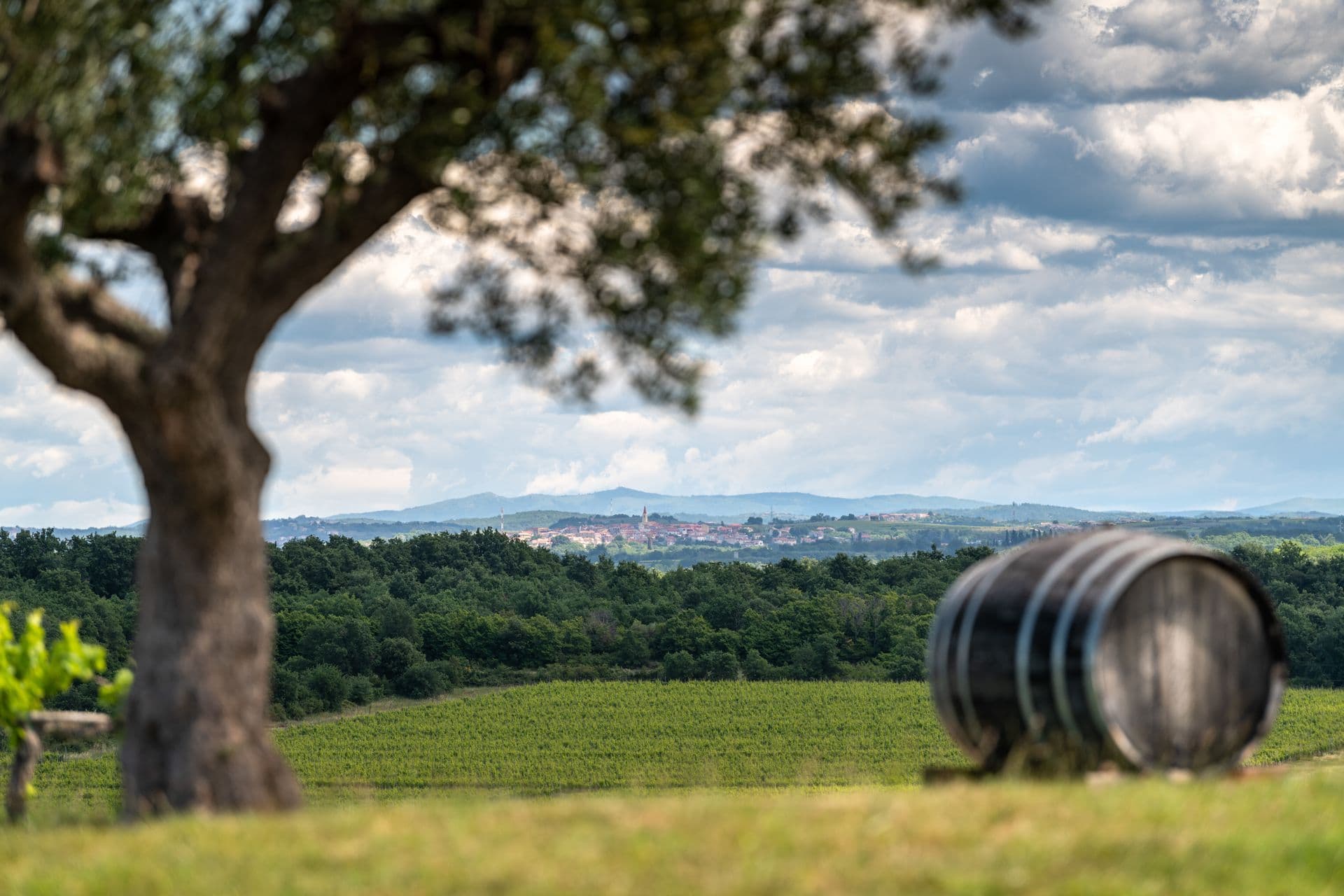 Teran - Indigenous Istrian grape variety | Colours of Istria
